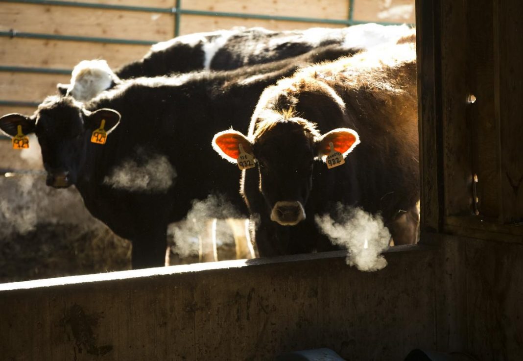 Get ready for the ‘internet of cows:’ Farmers use technology to shake ...