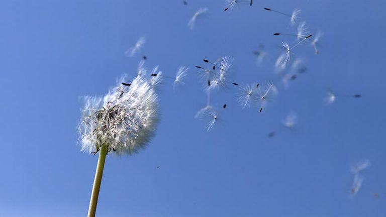 Study reveals dandelion flight secret | Star Mag