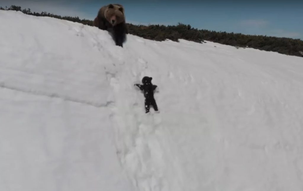Baby Bear Struggle: Some saw a cute video | Star Mag