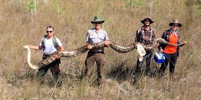 17-foot python is largest ever removed from Florida (Photo) | Star Mag