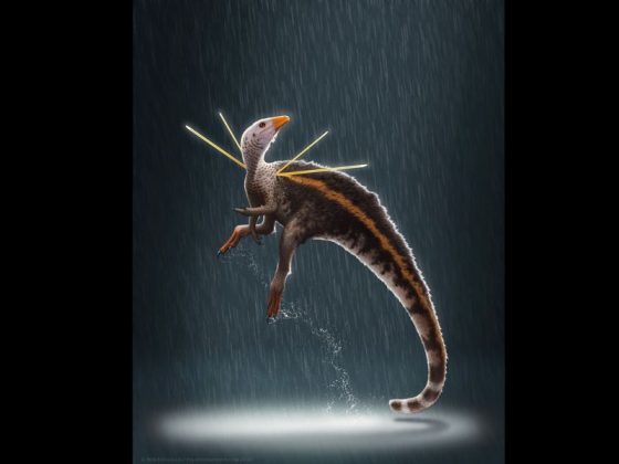 New dinosaur discovered in Brazil (Study) | Star Mag