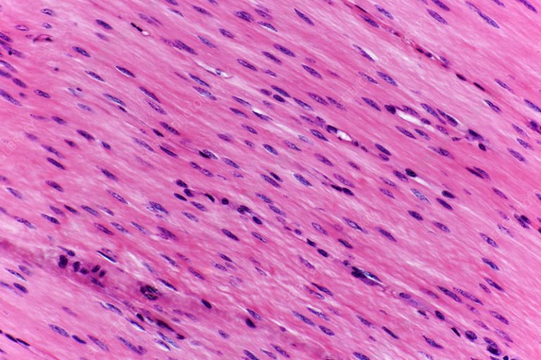 Key to reversible muscle elasticity discovered | Star Mag