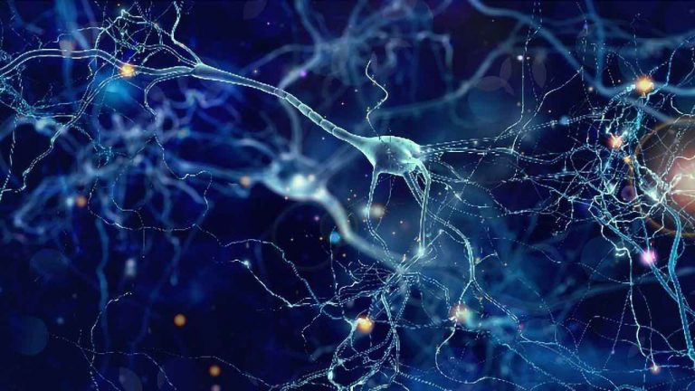 Neuroscientists discover active role of brain dendrites | Star Mag