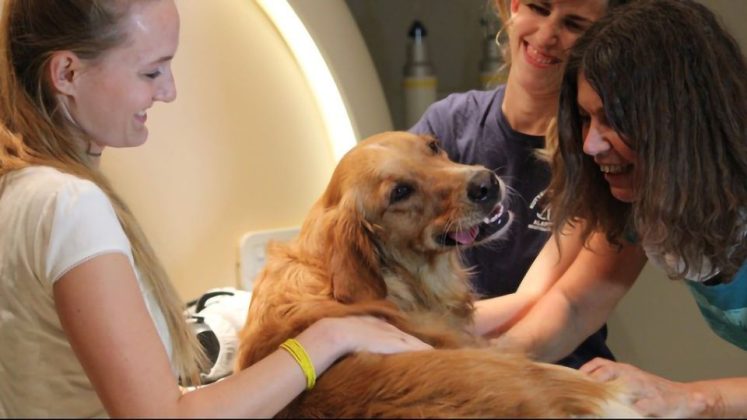 Neurobiological Basis Discovered For Human Relationships With Dogs