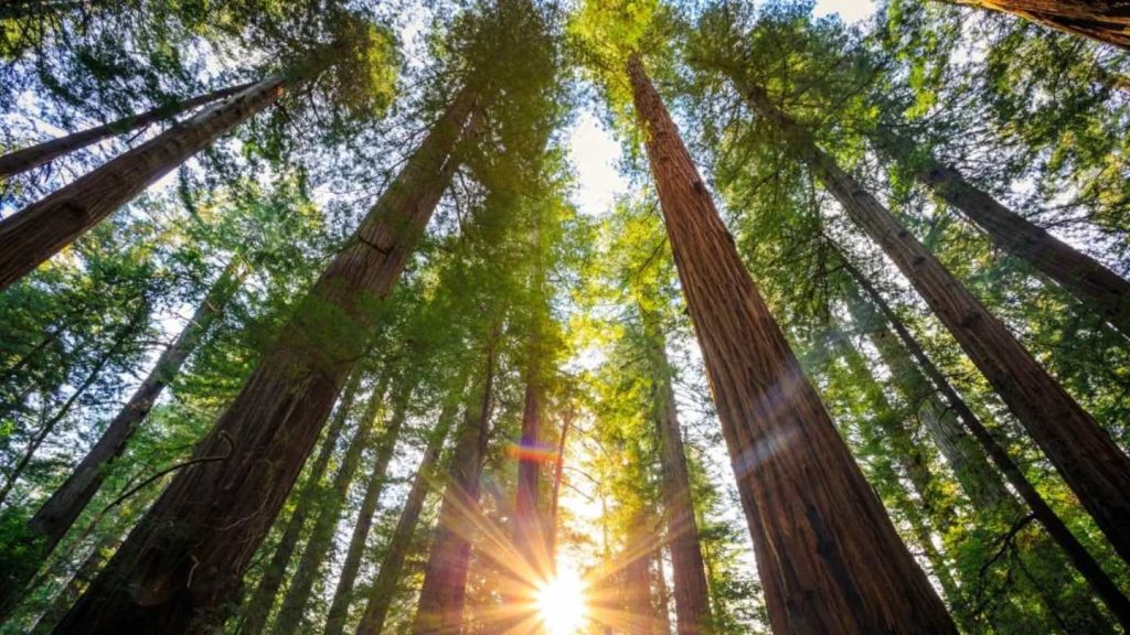 Organize the world’s tallest trees into a table by habitat | Star Mag