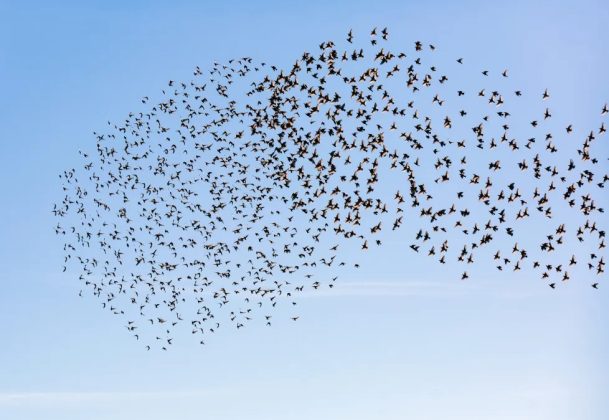 What are common flight patterns of birds and why do they do it | Star Mag