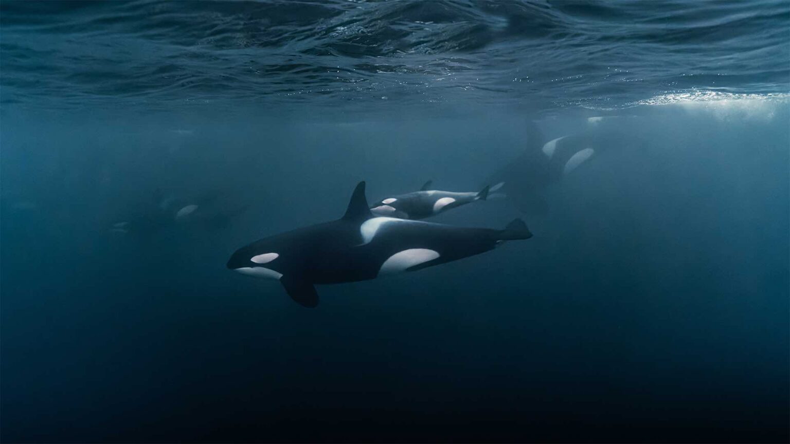 Best Places to See Orcas in the Wild: A Global Journey to Witness ...