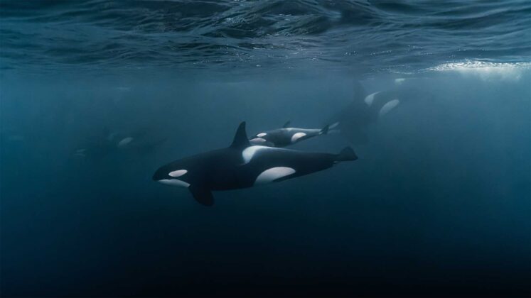 Best Places to See Orcas in the Wild: A Global Journey to Witness ...